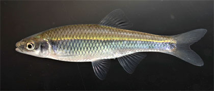 Zimmerman's Fish - North American Native Fish - Price